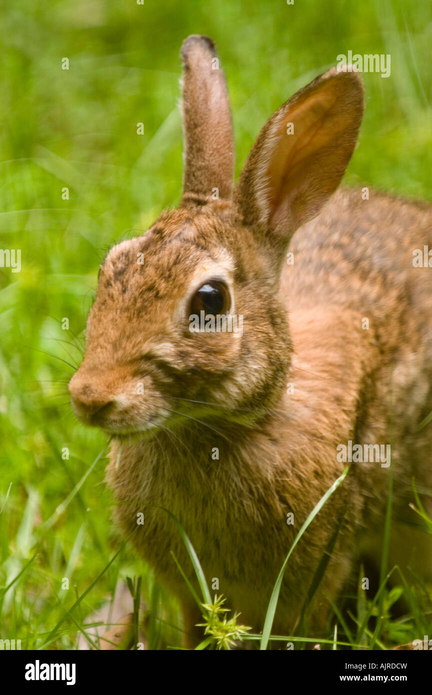 Eastern cottontail rabbit vertical hi-res stock photography and images ...