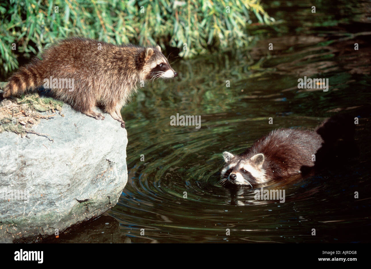 Pair of raccoons hi-res stock photography and images - Alamy
