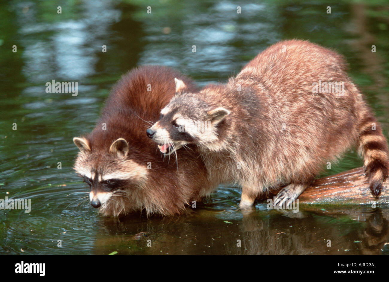 Pair of raccoons hi-res stock photography and images - Alamy
