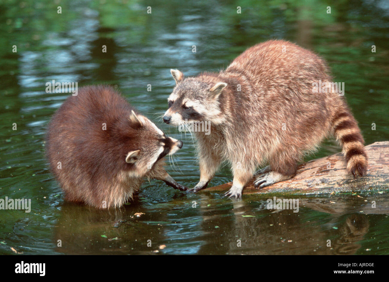 Pair of raccoons hi-res stock photography and images - Alamy