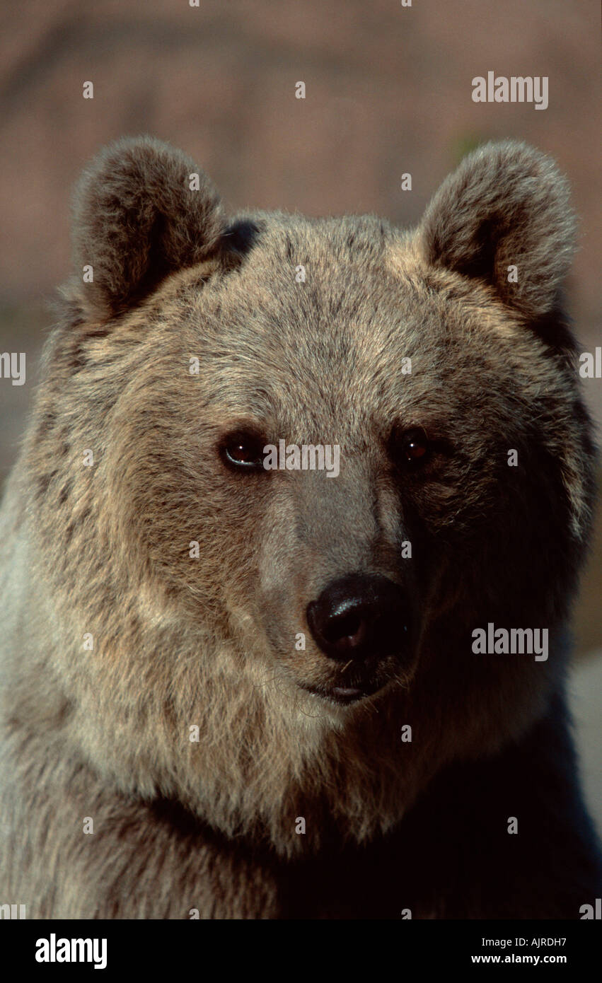 Syrian brown bear ursus arctos syriacus hi-res stock photography and ...
