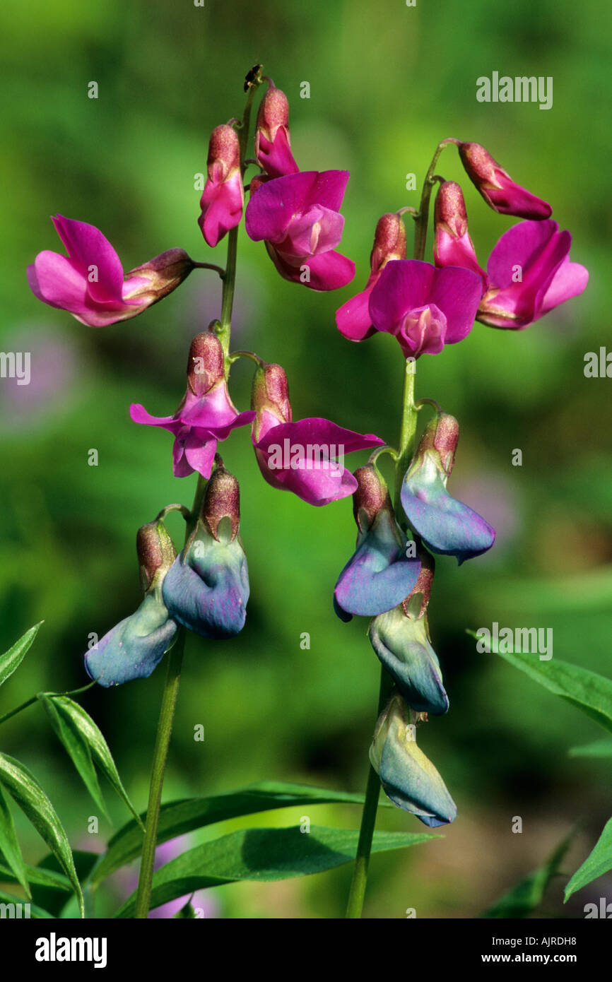 Spring pea lathyrus vernus hi-res stock photography and images - Alamy