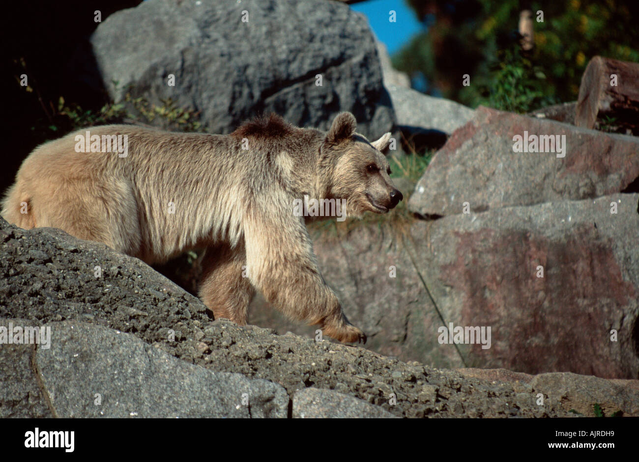 Syrian bear hi-res stock photography and images - Alamy