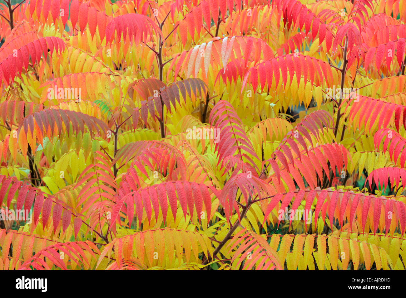 Staghorn Sumach, Rhus typhina, showing Autumn colour Stock Photo - Alamy