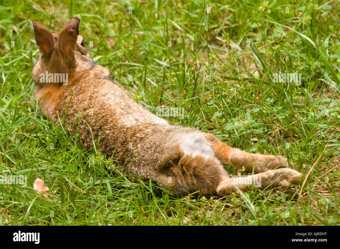 Wild rabbit laying down hi-res stock photography and images - Alamy