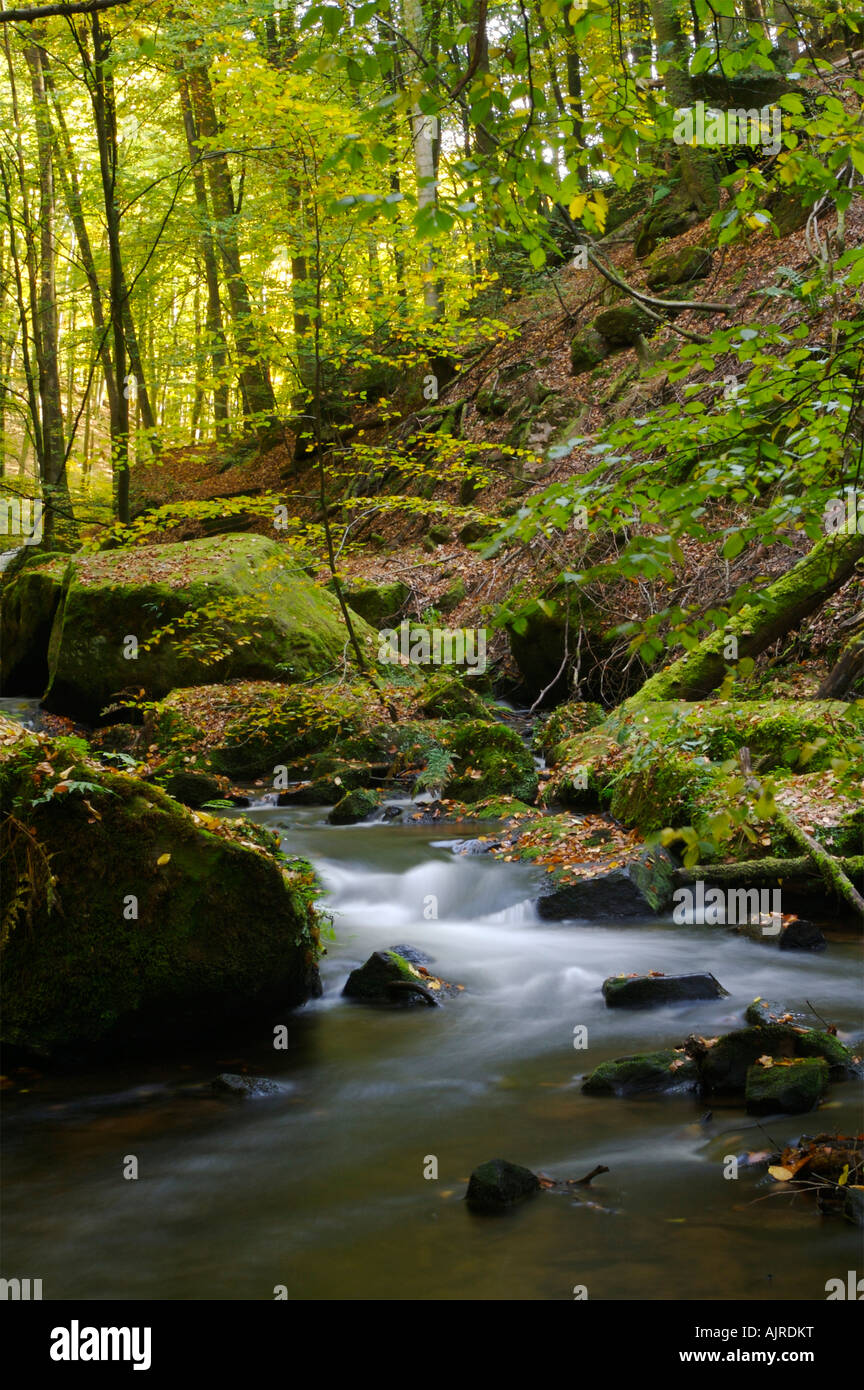 Brook run in autumn into a german forest Stock Photo - Alamy