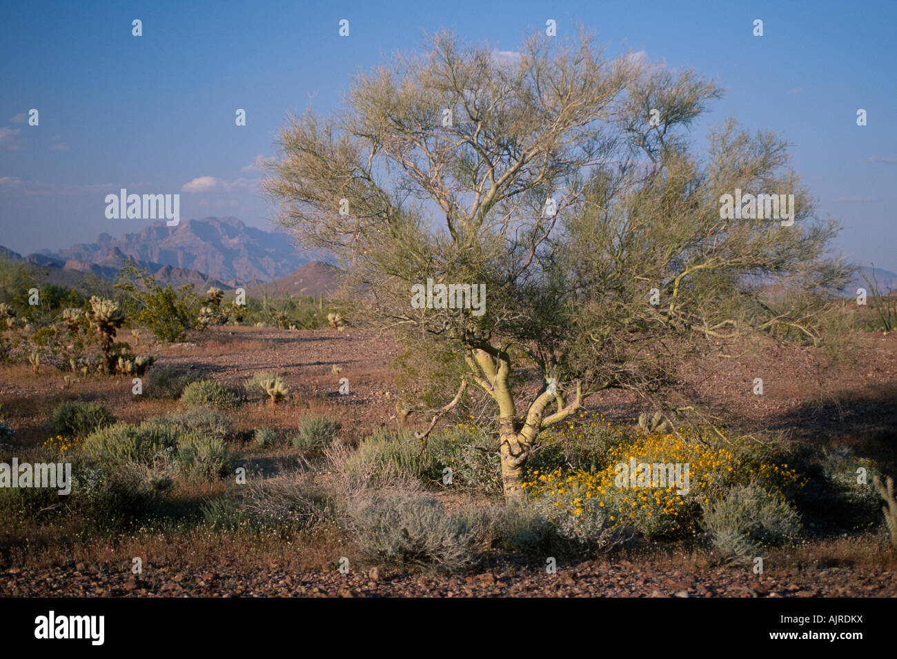 Foothills palo verde tree (Cercidium microphyllum Stock Photo - Alamy