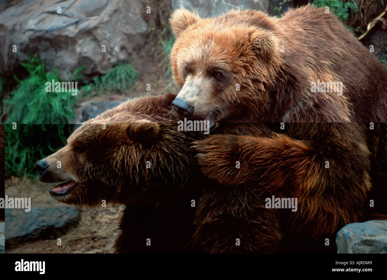 Bears mating hi-res stock photography and images - Alamy