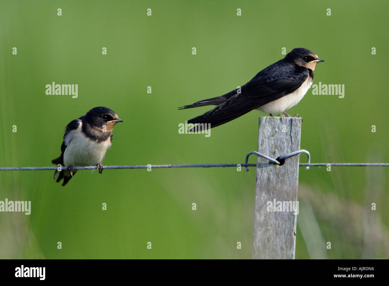 Two swallows birds hi-res stock photography and images - Alamy