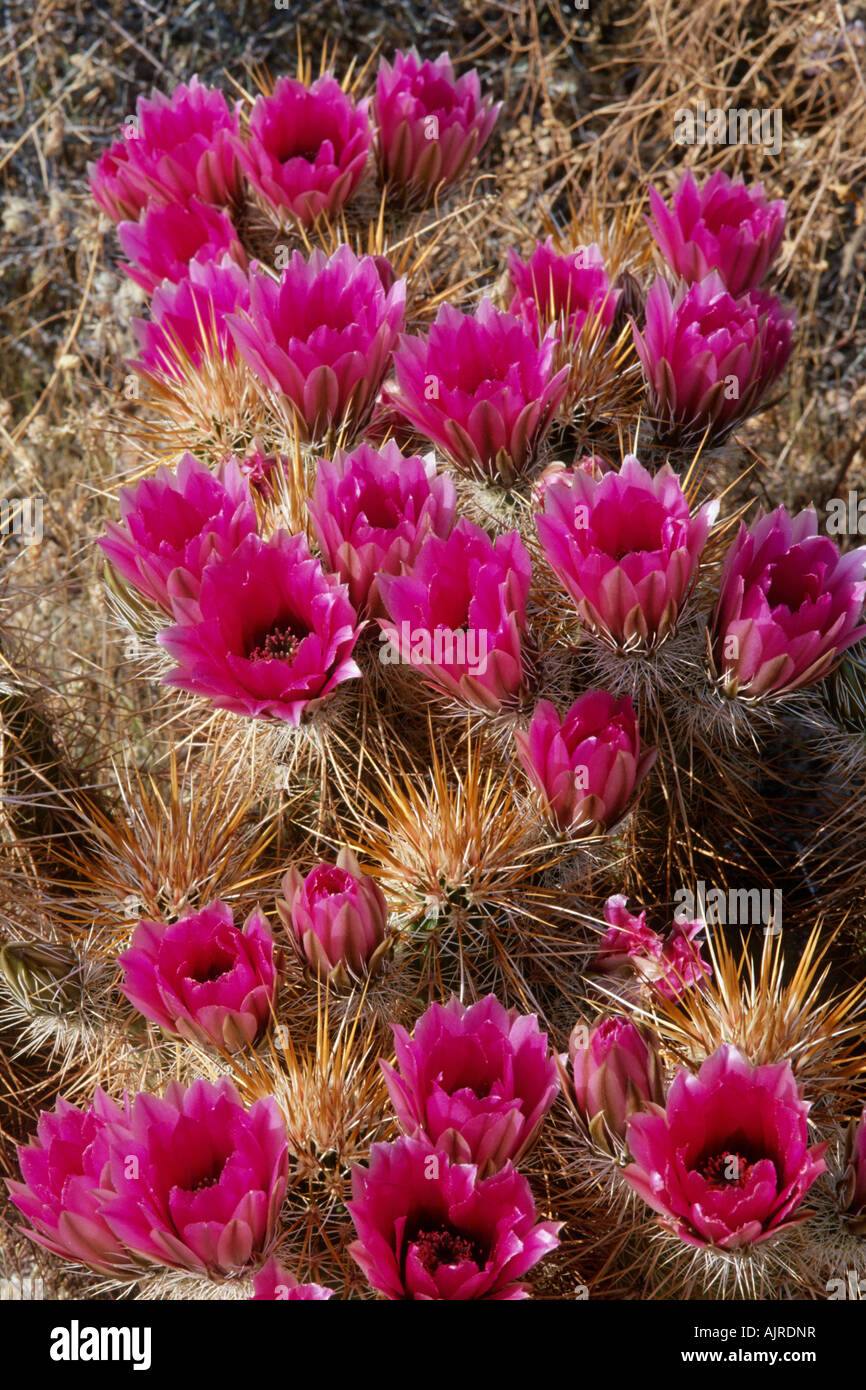 Hedgehog cactus (Echinocereus sp Stock Photo - Alamy