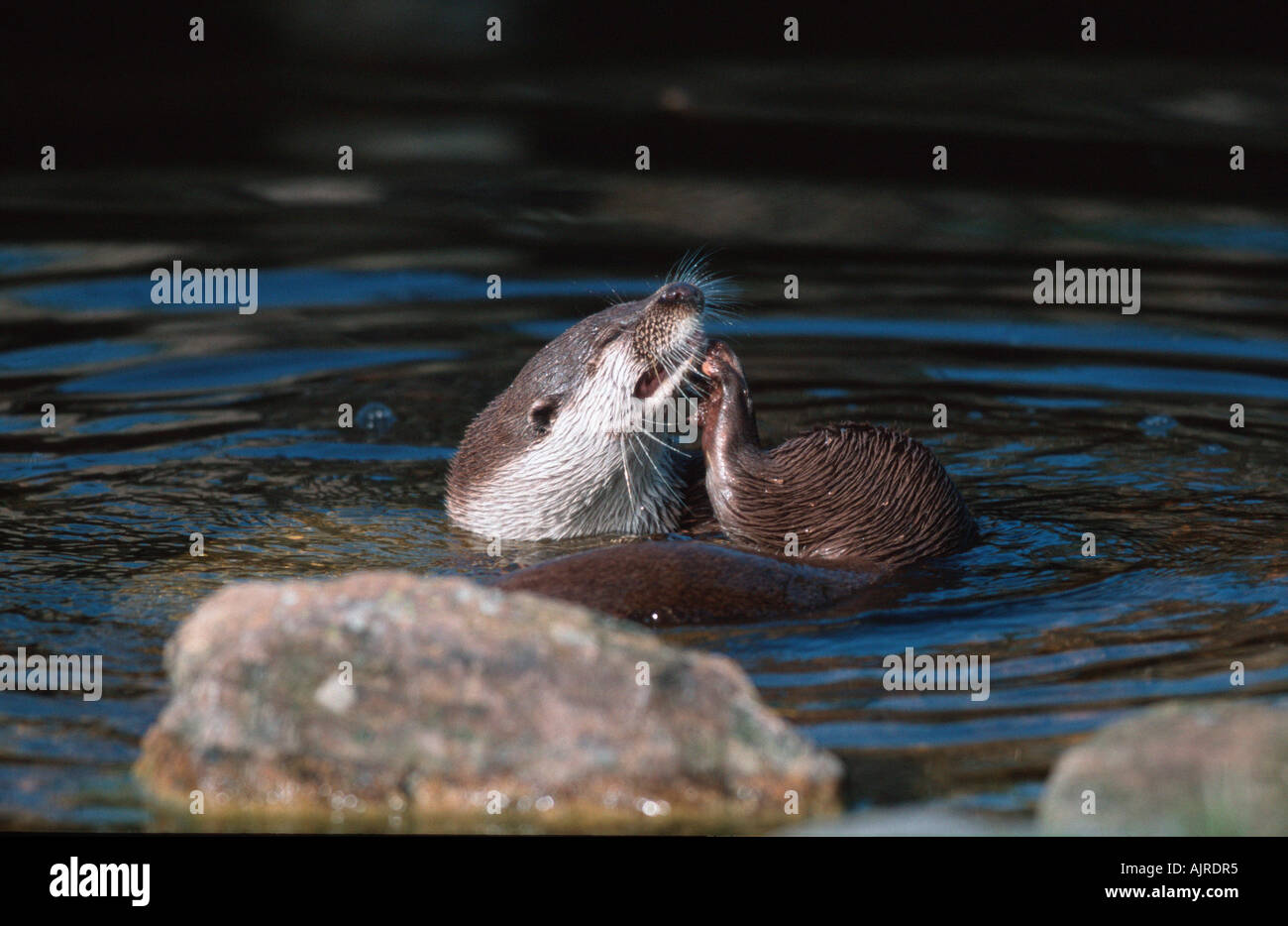 European Otter Lutra lutra River Otter Stock Photo - Alamy