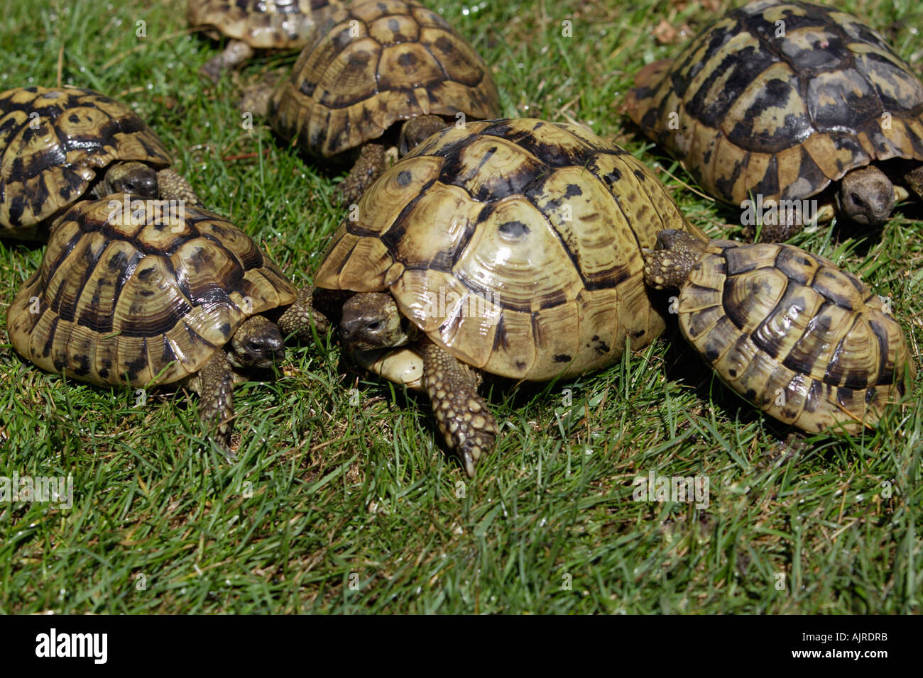 Young greek tortoise hi-res stock photography and images - Alamy