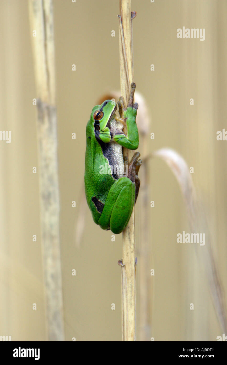 Tree frogs of europe hi-res stock photography and images - Alamy