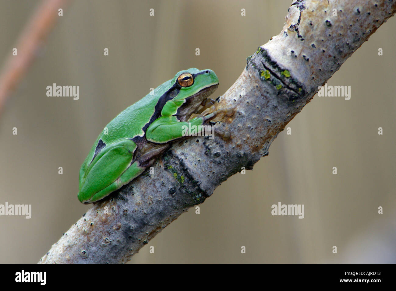 European Tree Frog Hyla arborea Stock Photo - Alamy