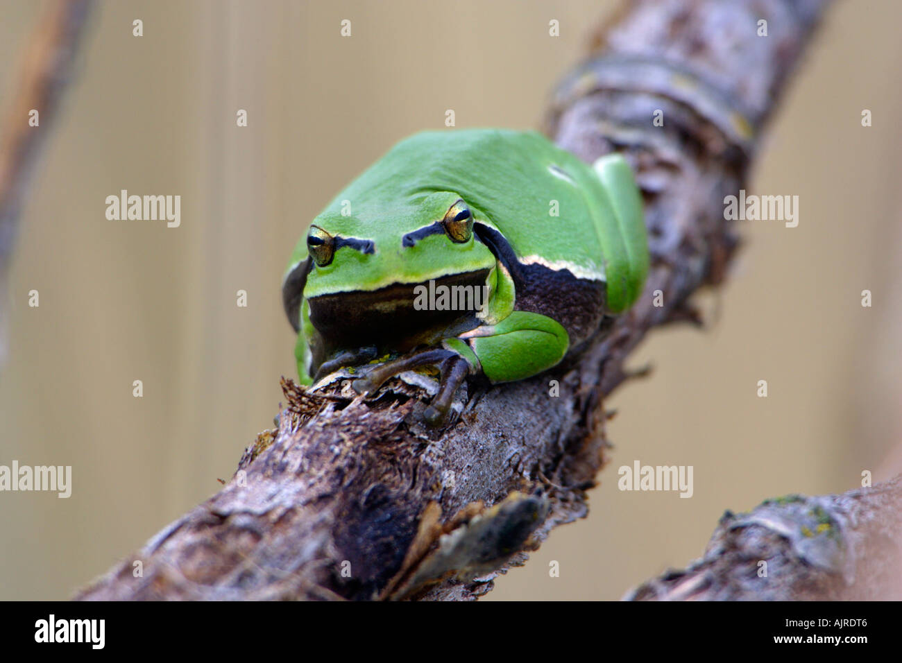 European Tree Frog Hyla arborea Stock Photo - Alamy