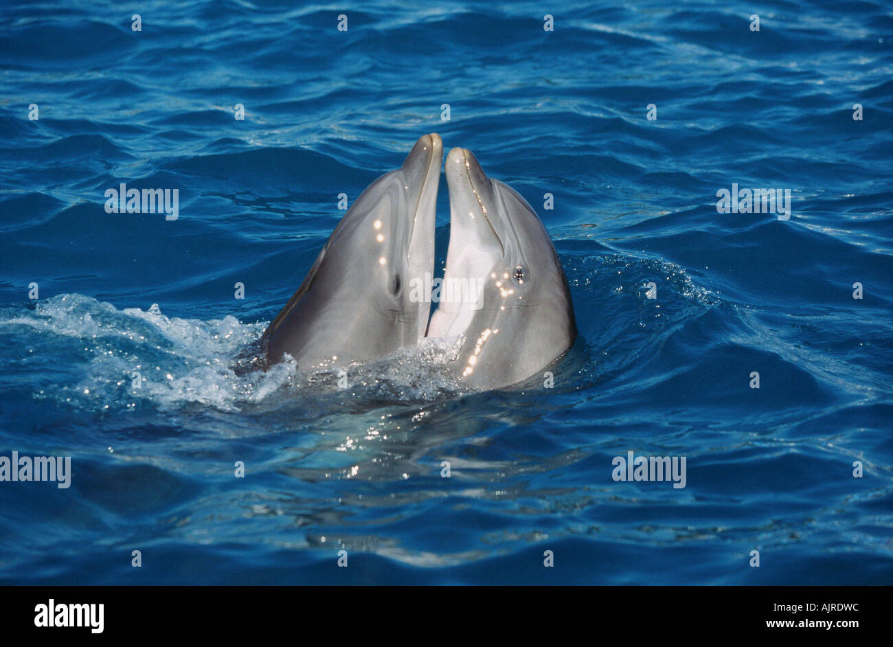 Bottlenose Dolphins Tursiops truncatus Stock Photo - Alamy