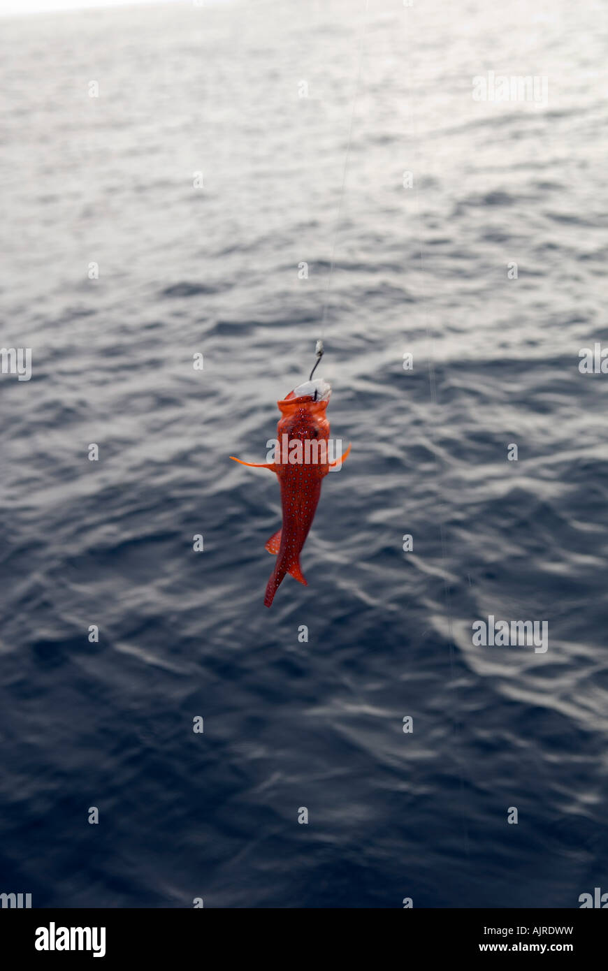 Fish hanging on hook Stock Photo - Alamy