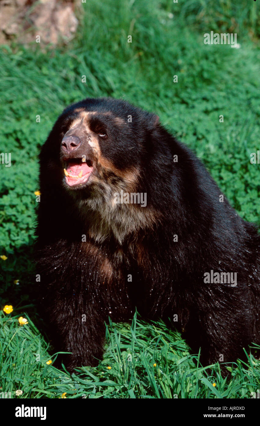 Spectacled Bear Tremarctos ornatus Andean Bear Stock Photo - Alamy