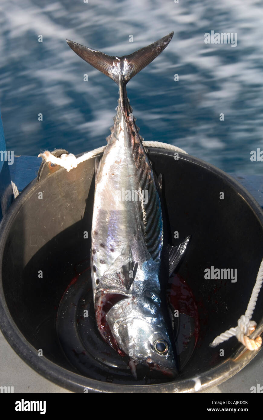 dead fish in bucket Stock Photo - Alamy