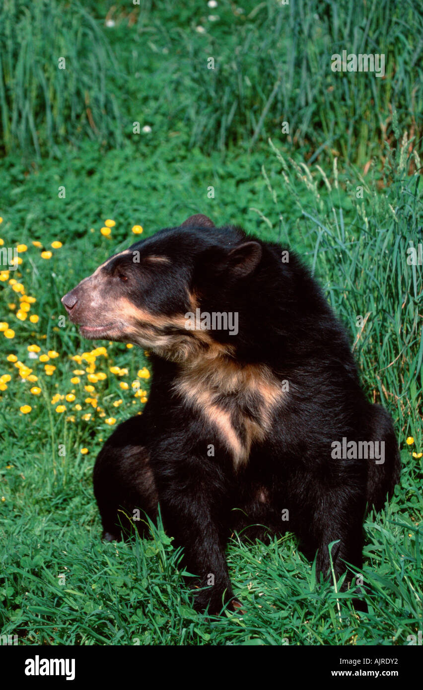Spectacled Bear Tremarctos ornatus Andean Bear Stock Photo - Alamy
