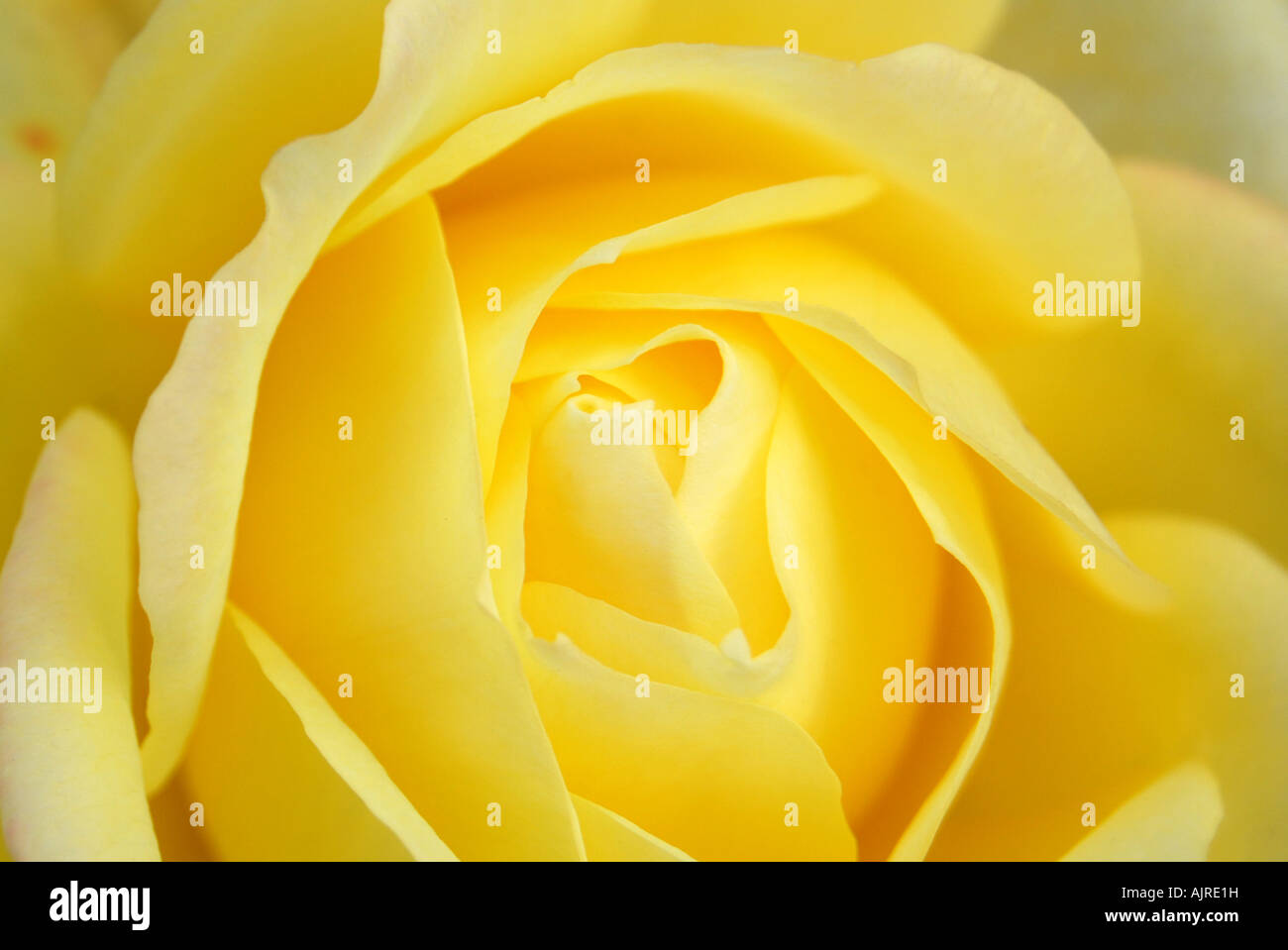 Mellow rose hi-res stock photography and images - Alamy