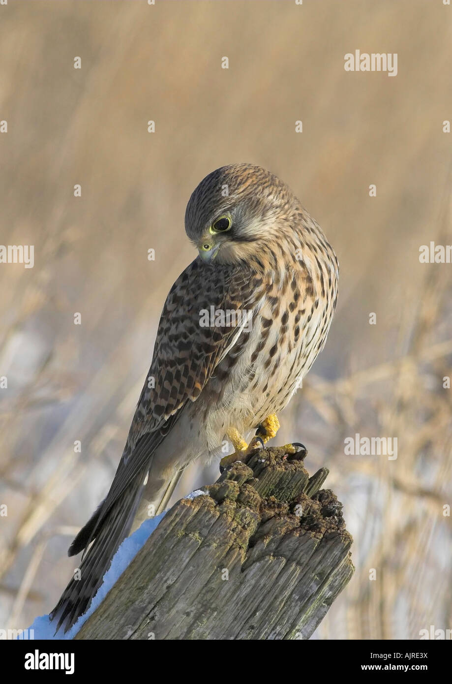 Juvenile female kestrel hi-res stock photography and images - Alamy