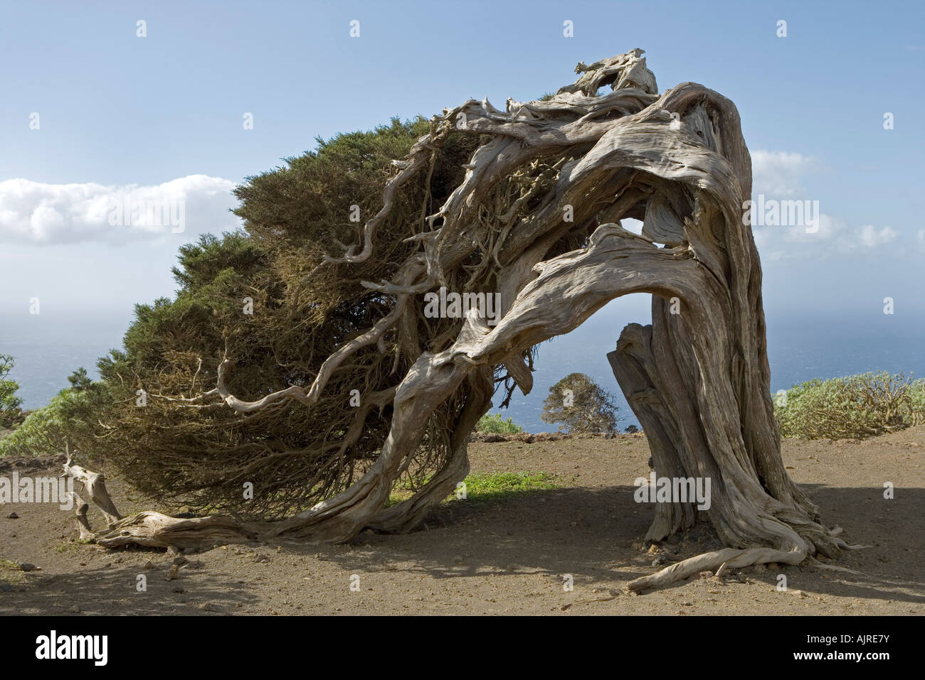 Spain Canary Islands El Hierro The very old juniper trees Sabinas in ...