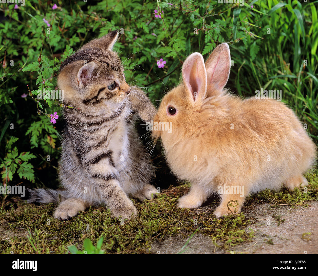 Dwarf lion hi-res stock photography and images - Alamy