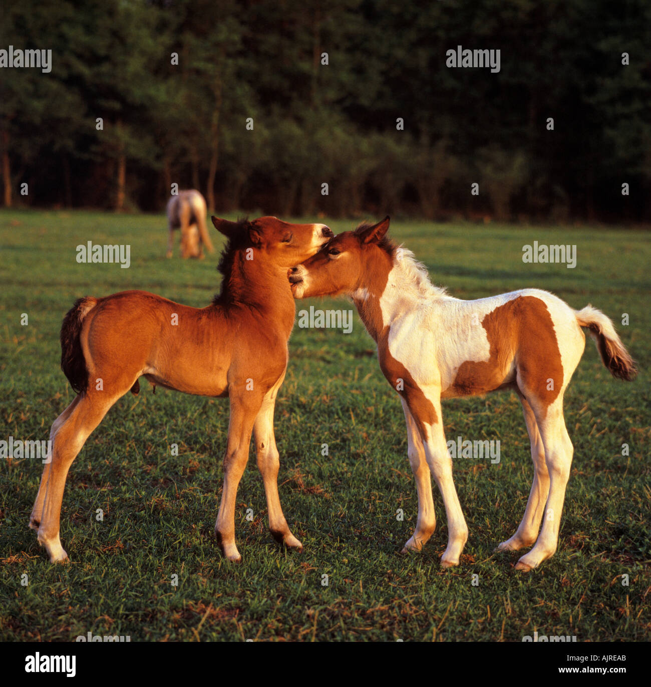 two ponies - foals on meadow Stock Photo - Alamy