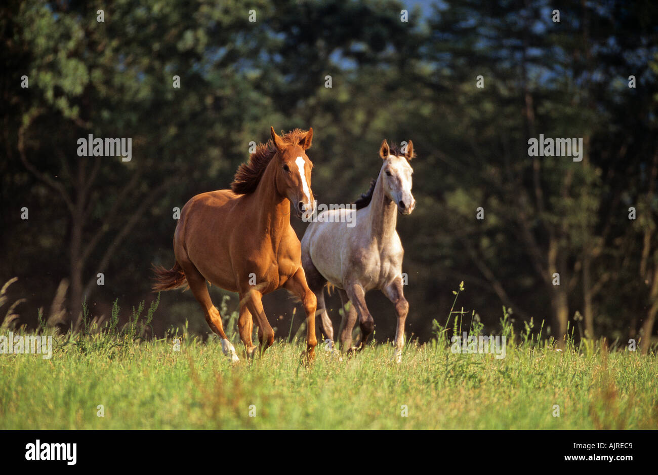 two Zweibrücker horses - galloping Stock Photo - Alamy