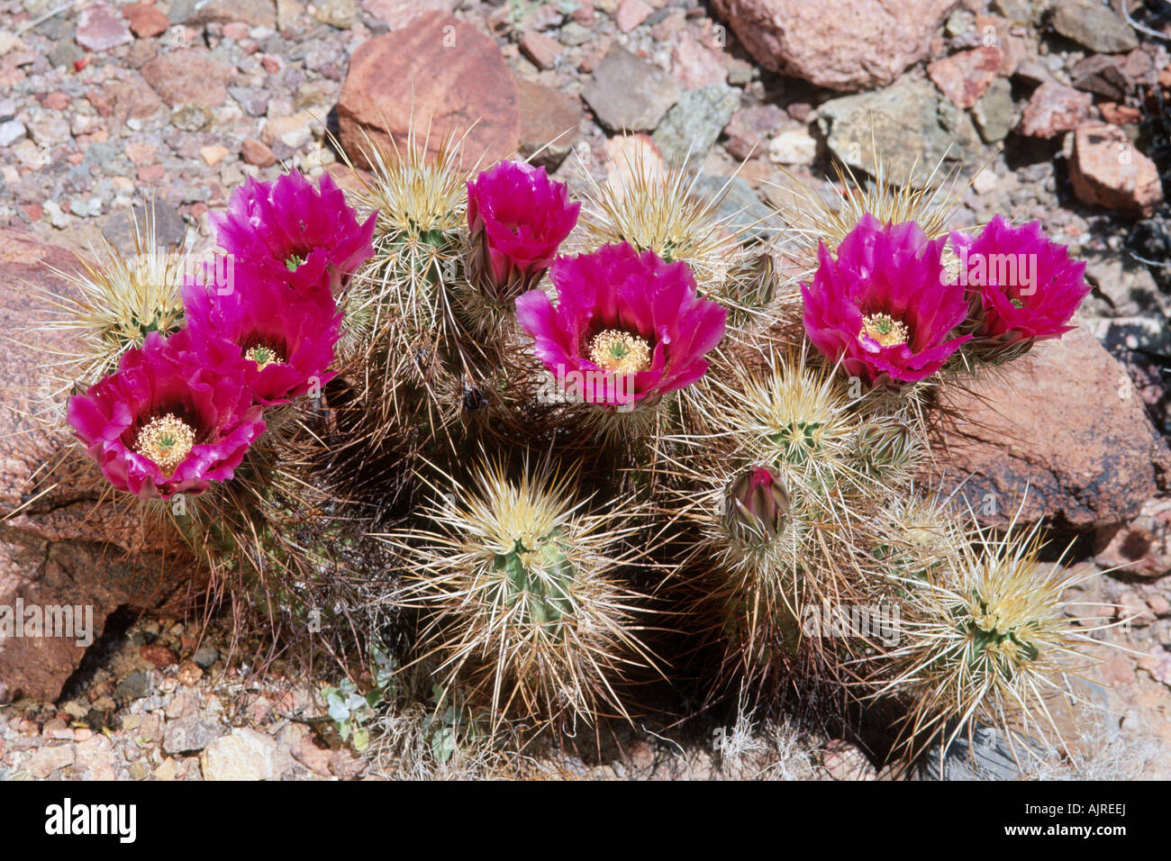 Hedgehog cactus (Echinocereus sp Stock Photo - Alamy