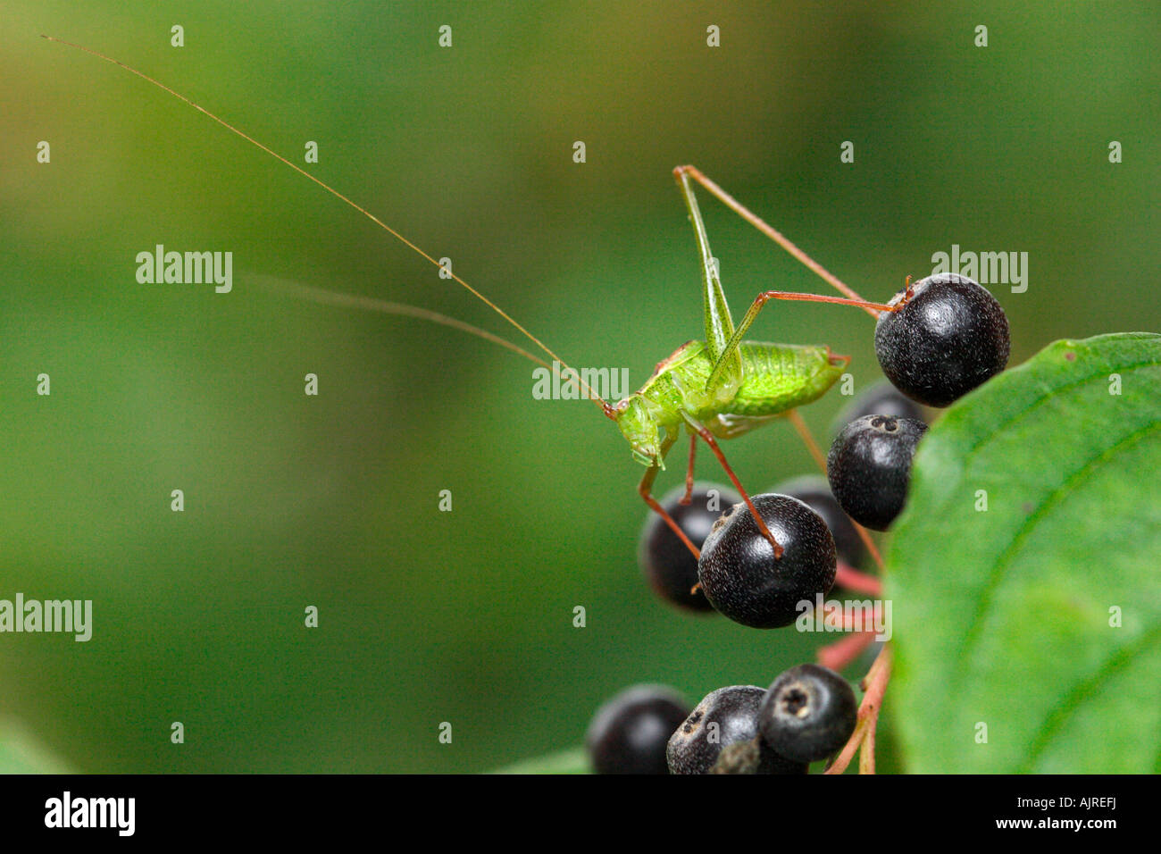 Dogwood berries uk hi-res stock photography and images - Alamy