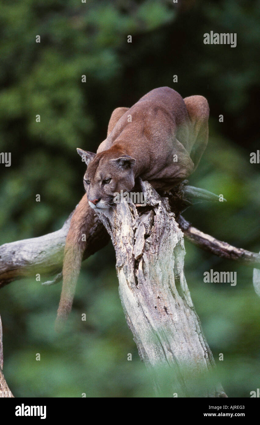 Cougar south hi-res stock photography and images - Alamy