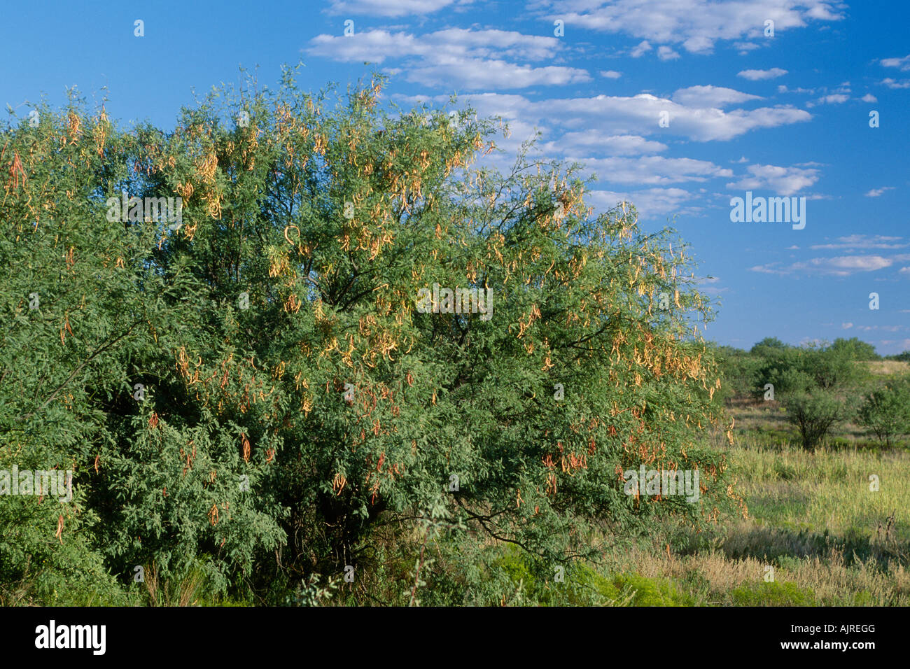 Mesquite tree sonoran desert hi-res stock photography and images - Alamy