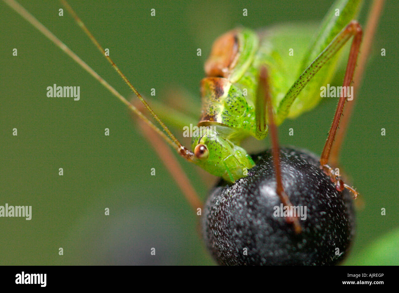 Speckled Bush Cricket eating Dogwood berry in garden Stock Photo - Alamy
