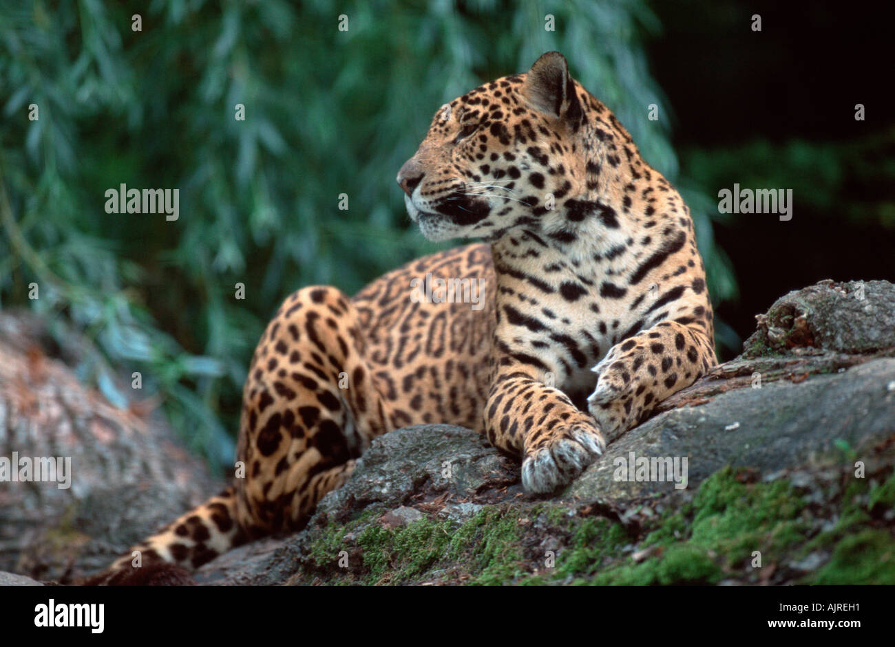 Jaguar Panthera onca Stock Photo - Alamy