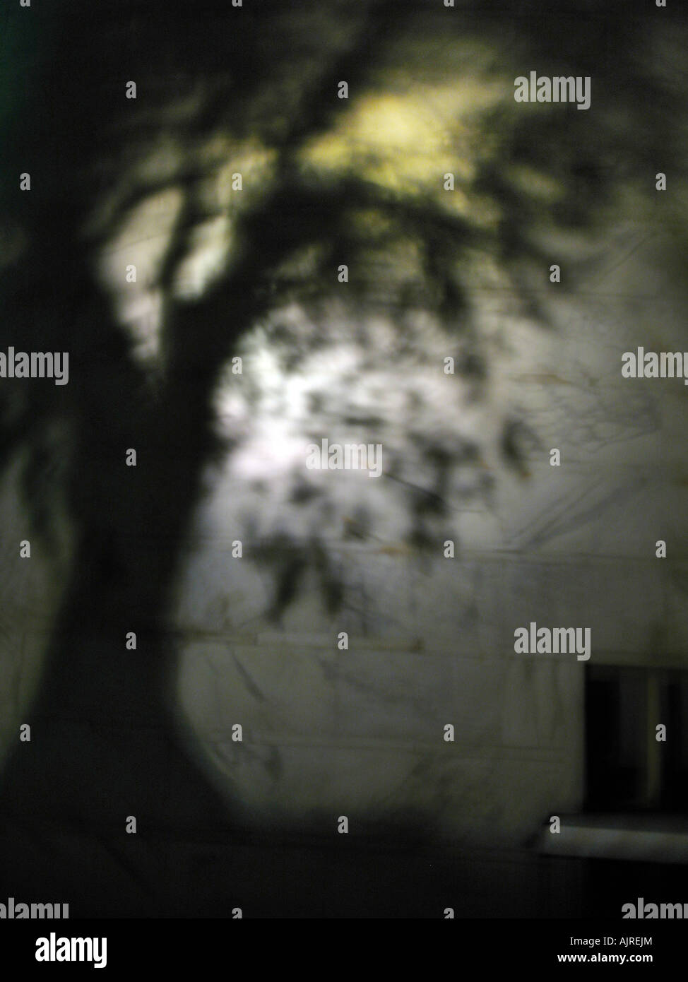 shadow tree on a wall Stock Photo - Alamy