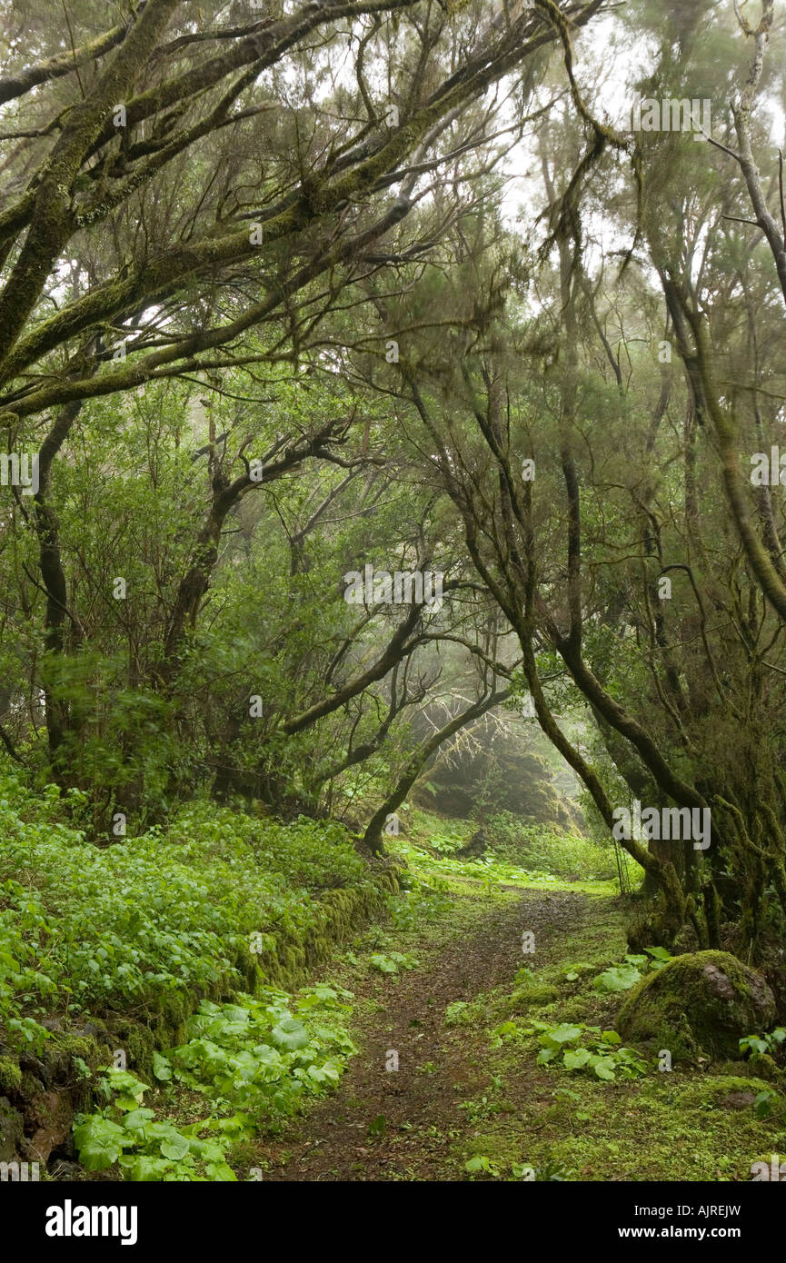 Spain, Canary Islands, El Hierro, View of the humid forest Monteverde ...
