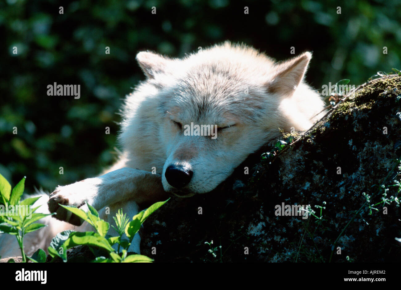 Wolf Canis lupus Stock Photo - Alamy