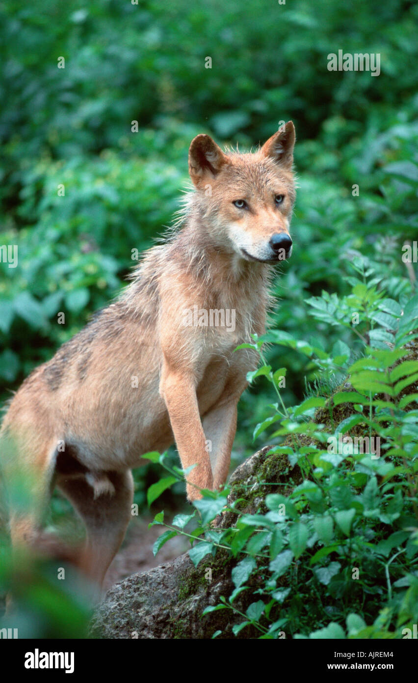 Wolf Canis lupus Stock Photo - Alamy