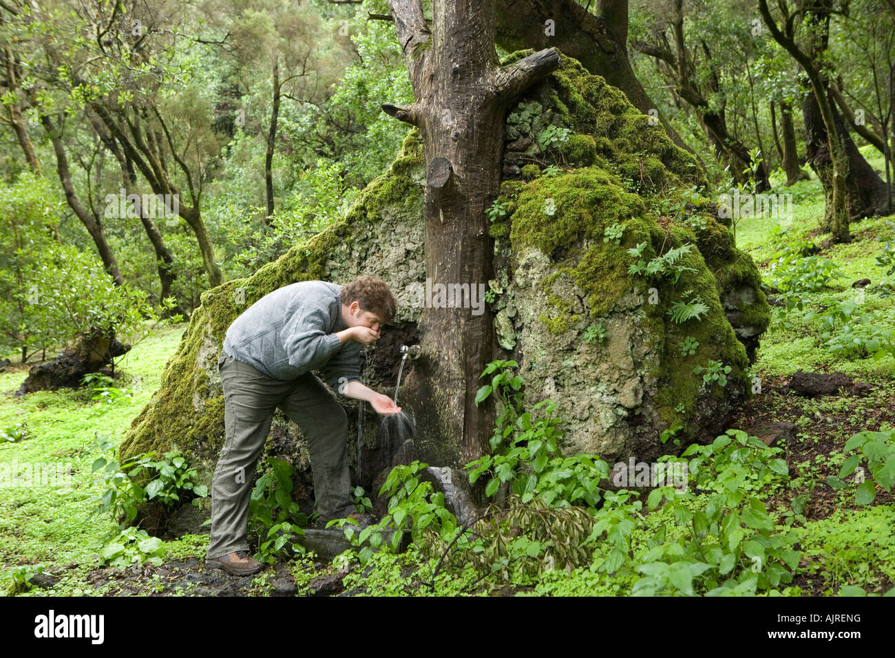 Humid forest hi-res stock photography and images - Alamy