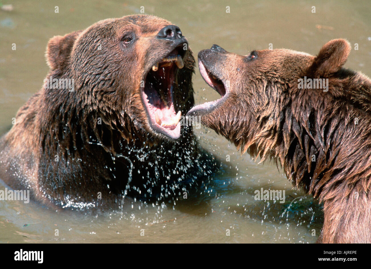 European Brown Bears quarreling Ursus arctos Stock Photo - Alamy