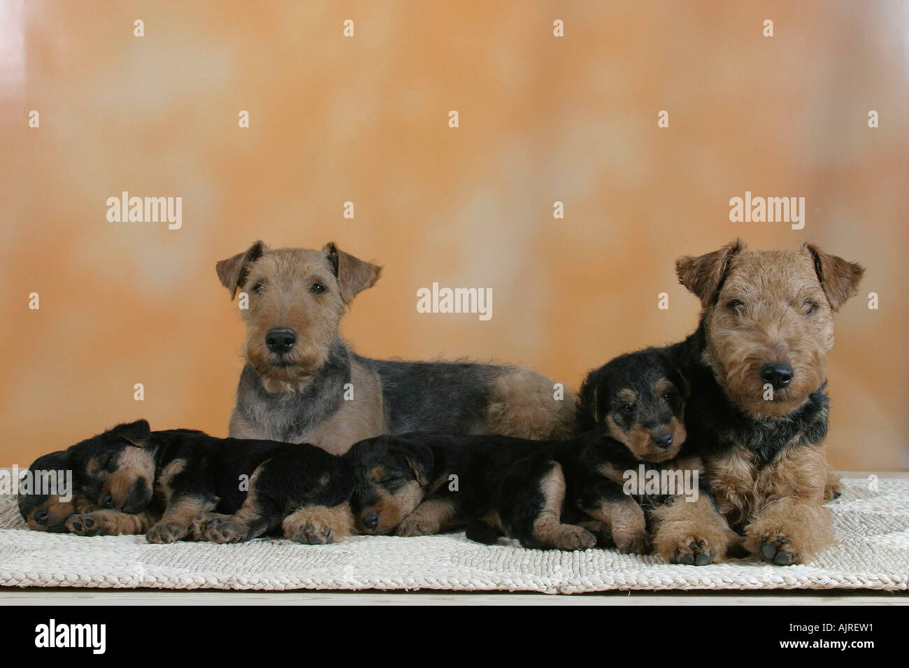Domestic dog welsh terrier adult hi-res stock photography and images ...