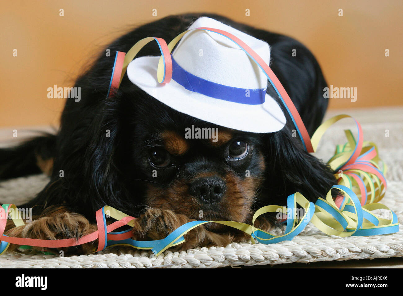 Cavalier King Charles Spaniel with hat Stock Photo - Alamy