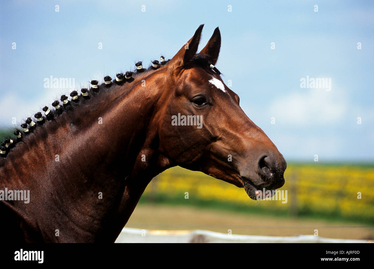 Trakehner Horse