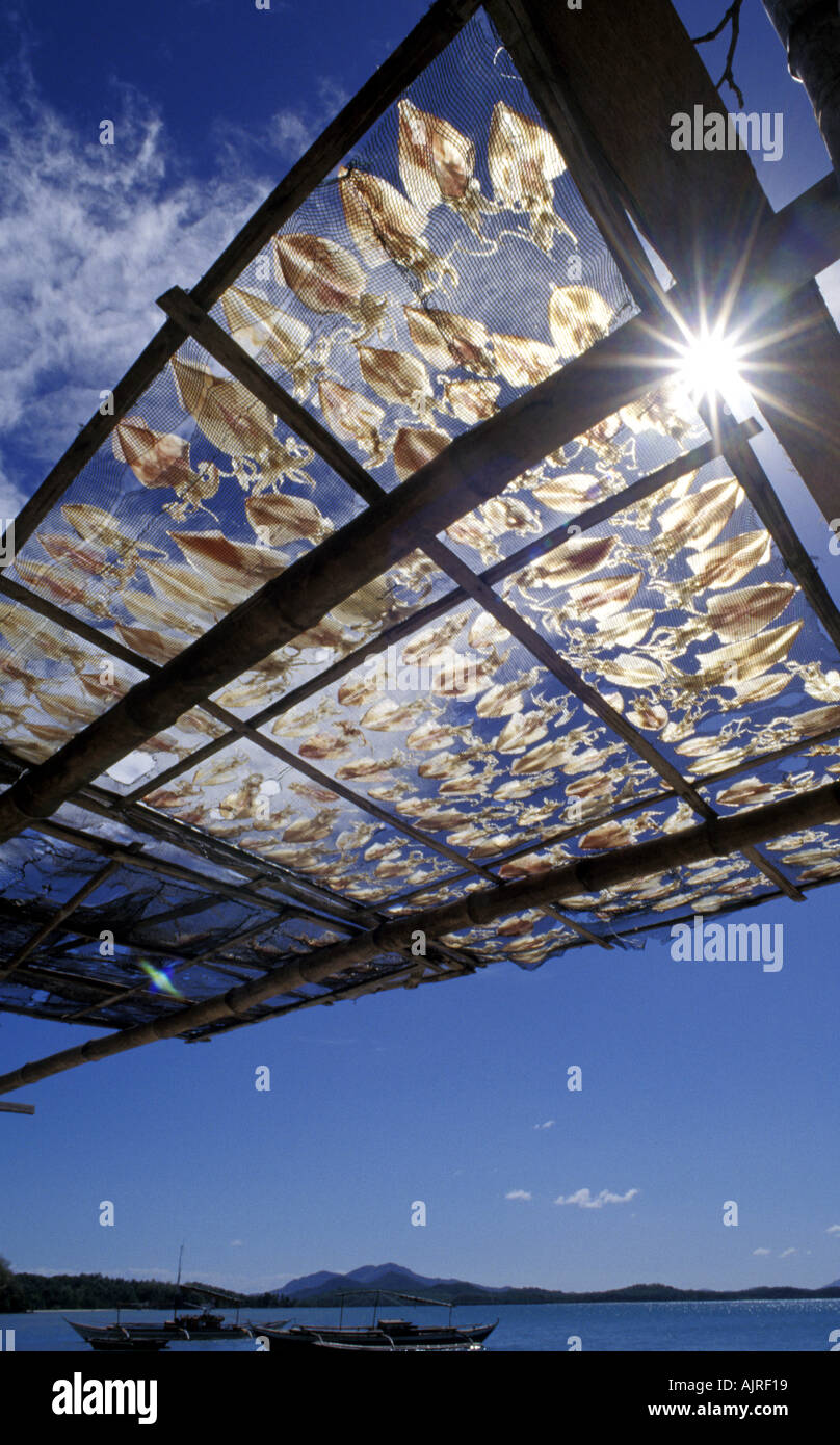 Squid on drying rack Stock Photo - Alamy