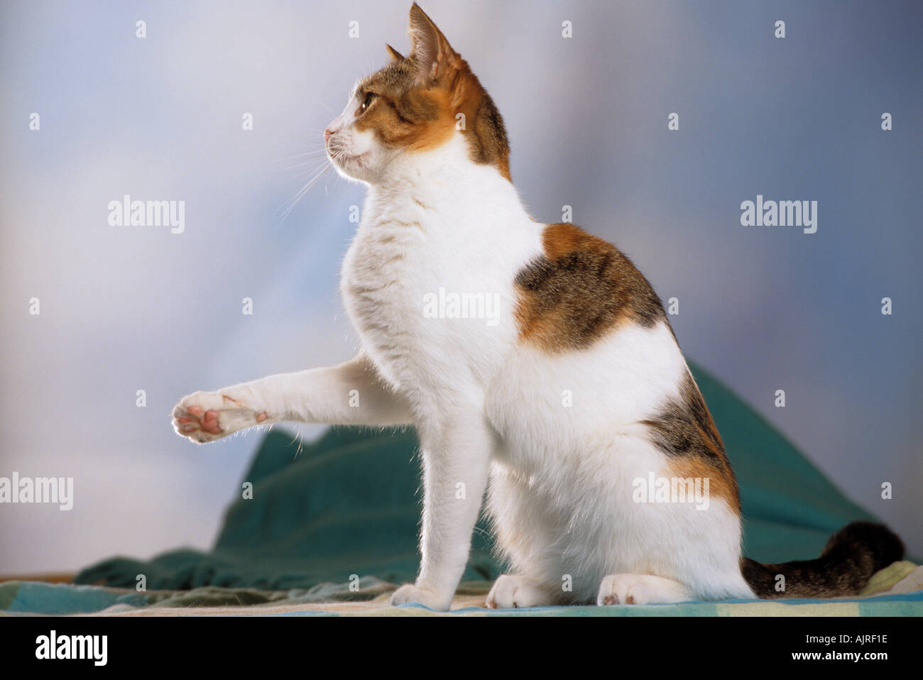 Anatolian - turkish shorthair - sitting lateral Stock Photo - Alamy
