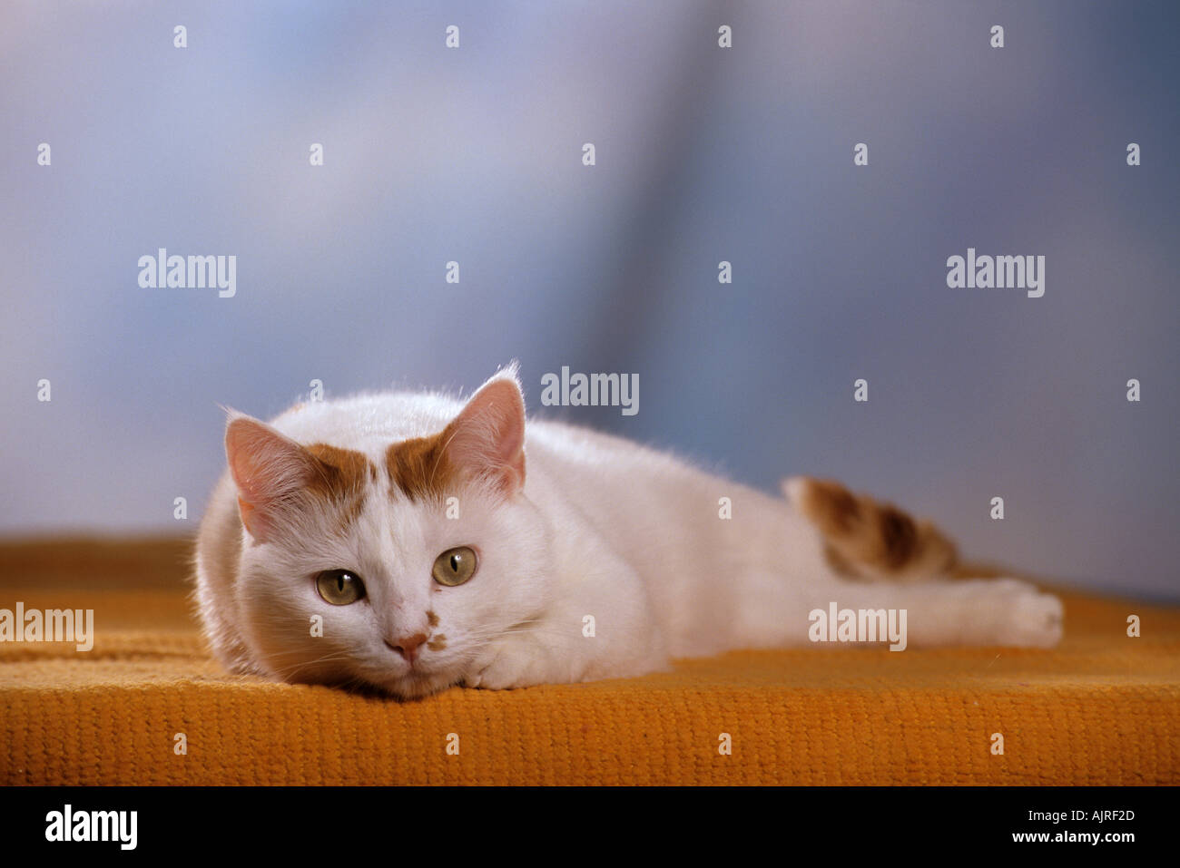 Anatolian cat hi-res stock photography and images - Alamy