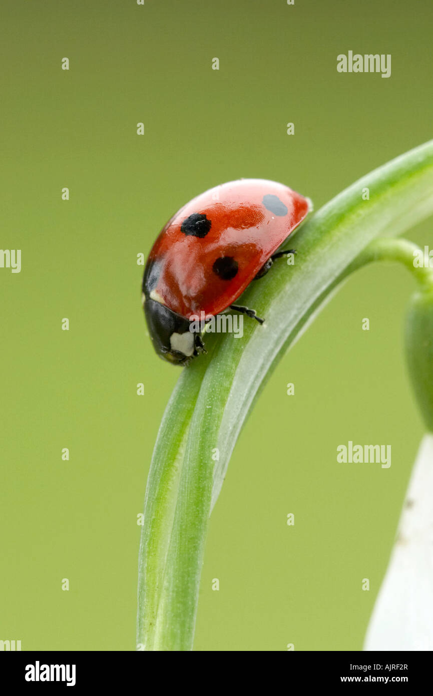 7 spotted lady bird hi-res stock photography and images - Alamy