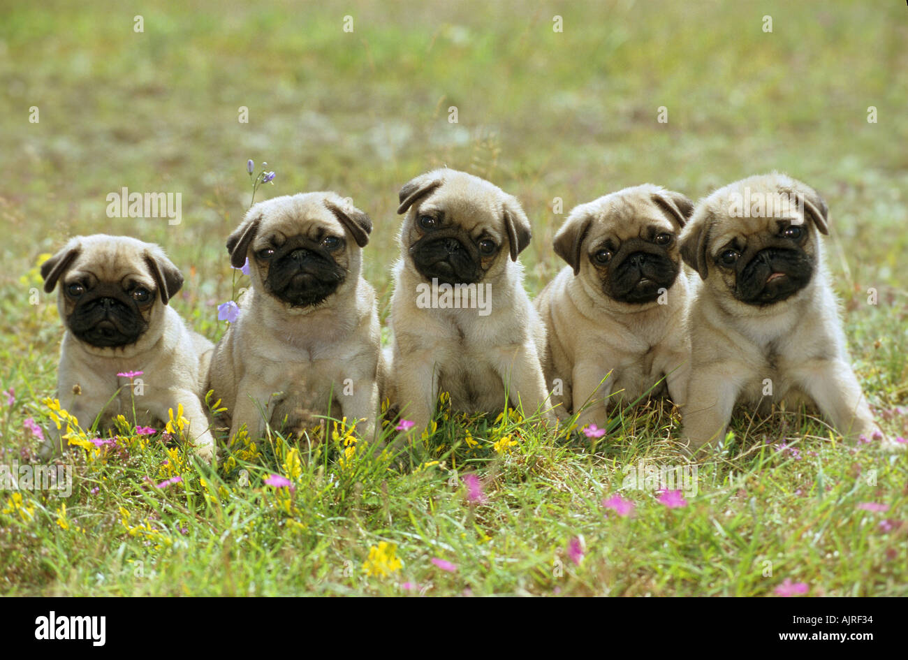 Pug. Five puppies sitting on a meadow Stock Photo - Alamy